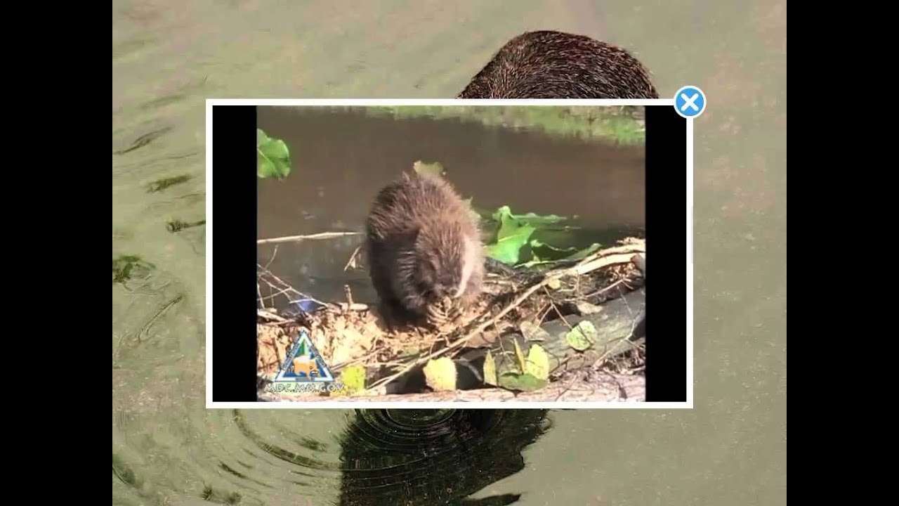 Best iPad Apps For Kids: Mini Adventures - Animals - Innovative Mobile ...