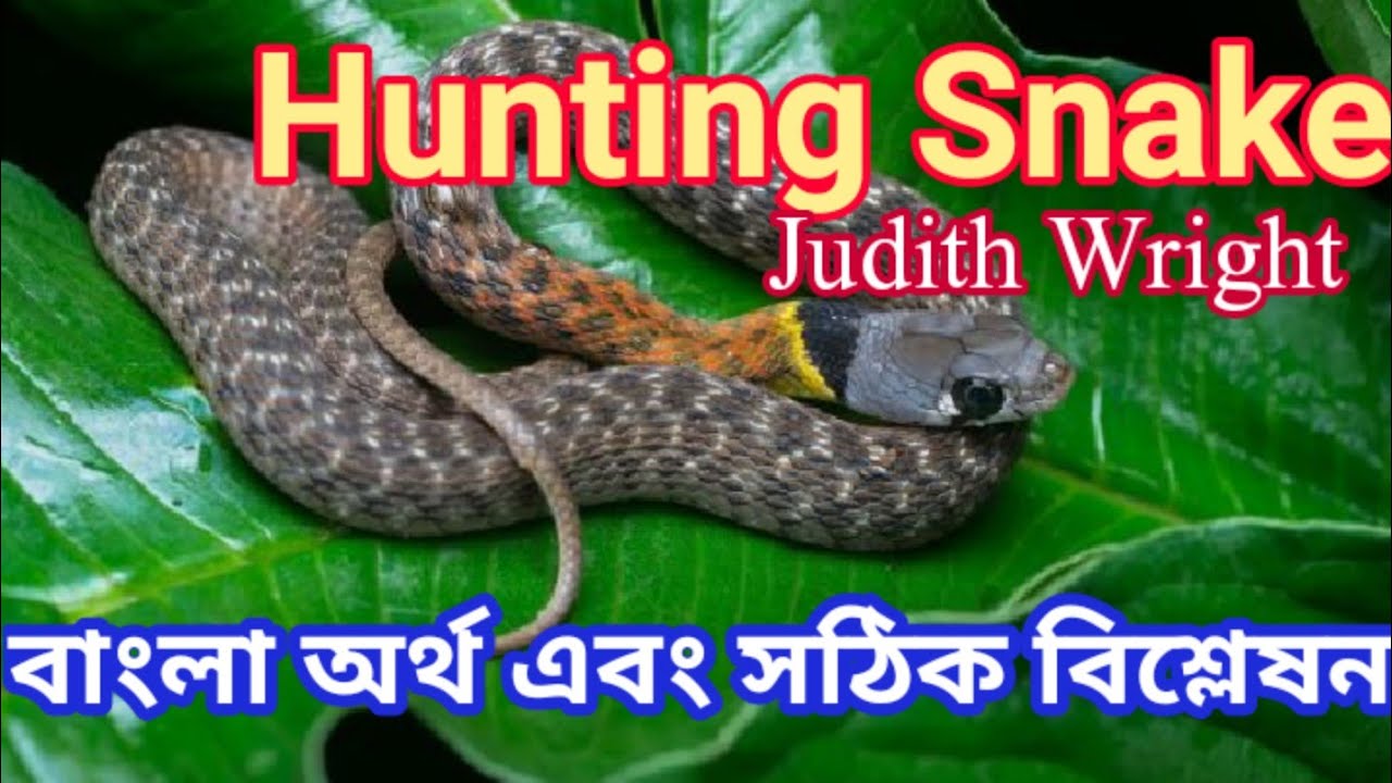 Hunting Snake class 09 poem by Judith Wright line by line analysis ...