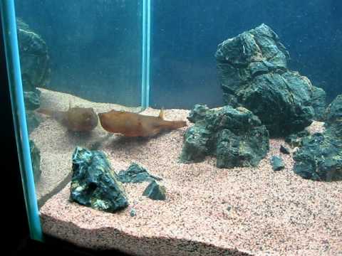Congo Puffer Tetraodon miurus feeding shrimp - YouTube