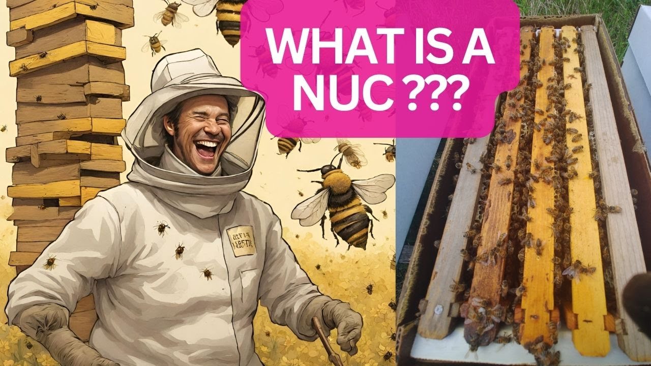 ☯️ WHAT IS A NUC??? #beekeeping101 NO MIDROLL ADS - YouTube
