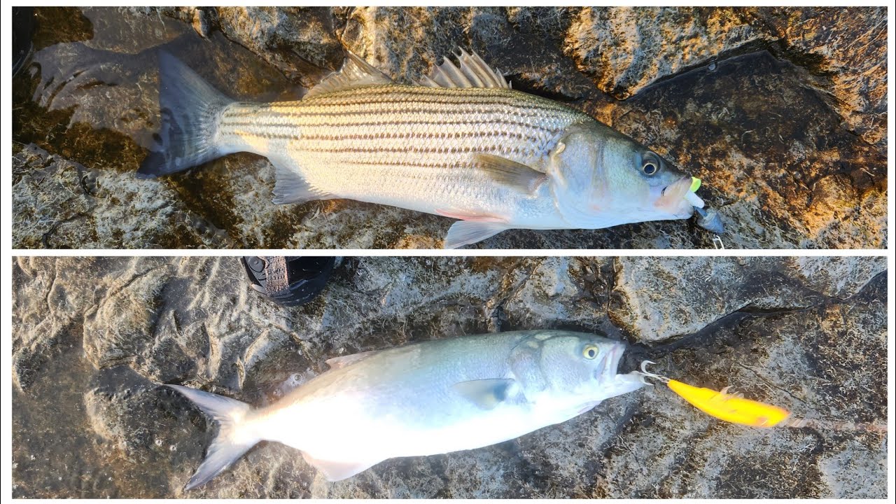 PESCA DE BLUE FISH. YA ESTAN EN TODOS LADOS. - YouTube