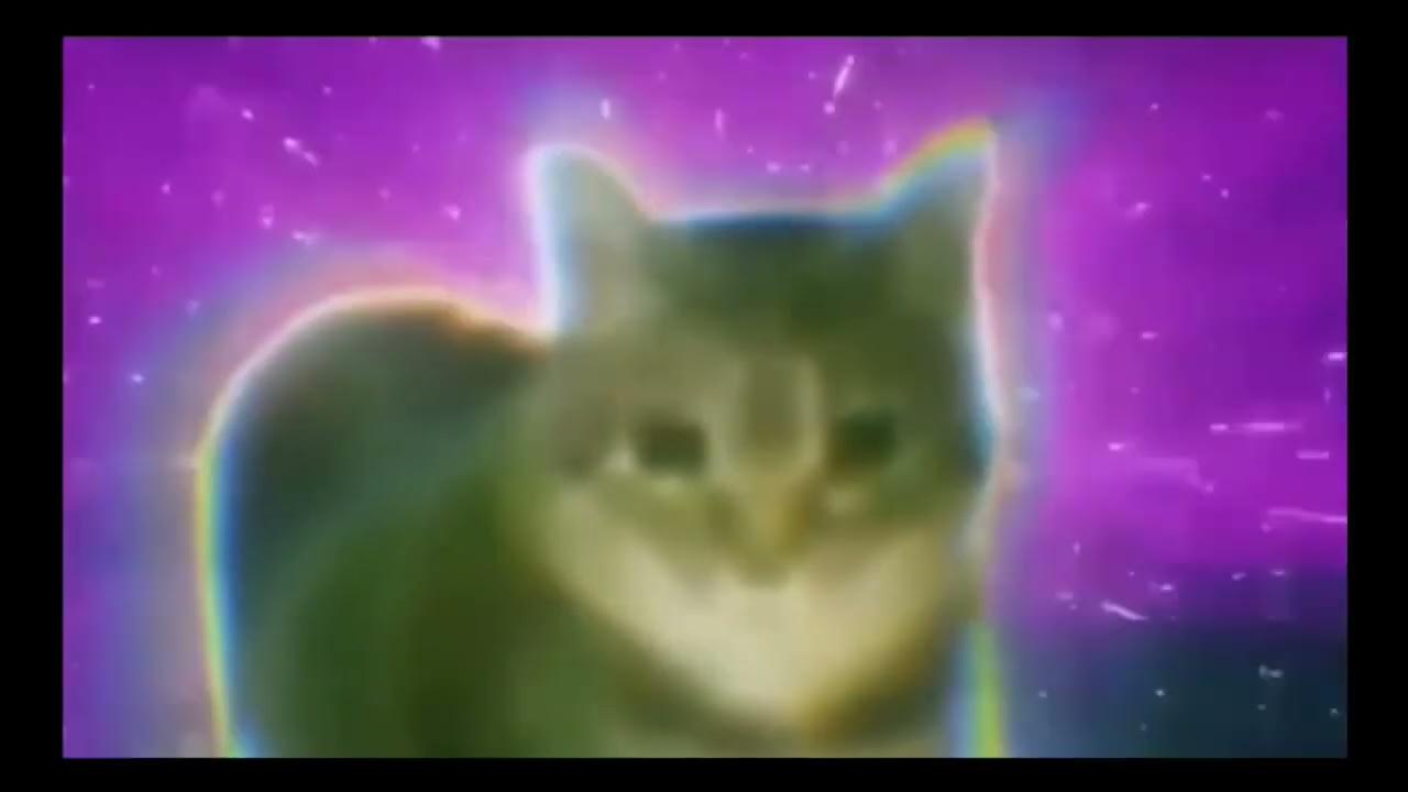 Oiiia Cat Meme Youtube