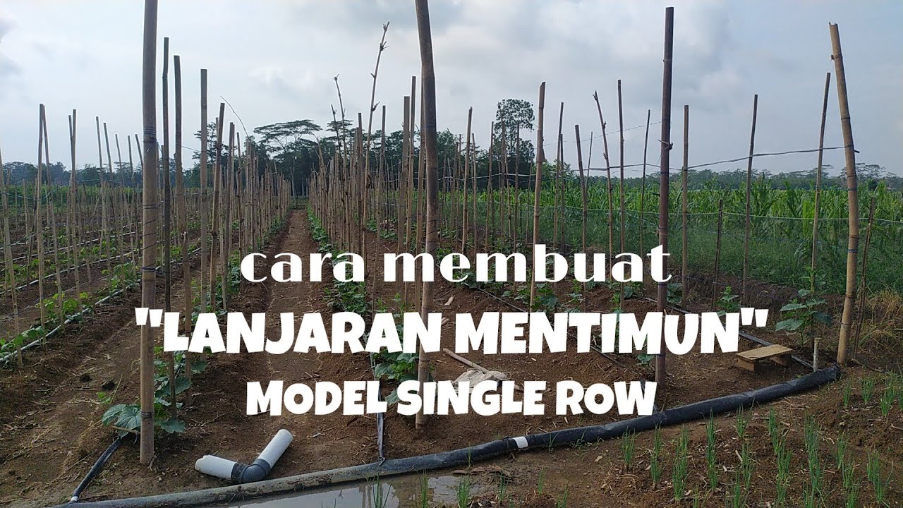 Timun (1) menanam mentimun dengan tipe lanjaran SINGLE ROW untuk ...