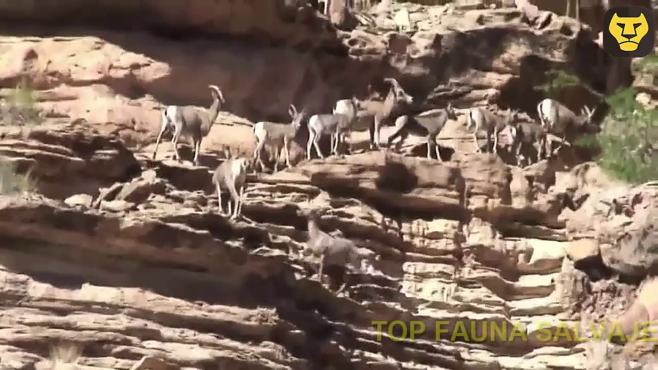 ESCALADORAS CABRAS MUY AGILES Y VALIENTES - YouTube
