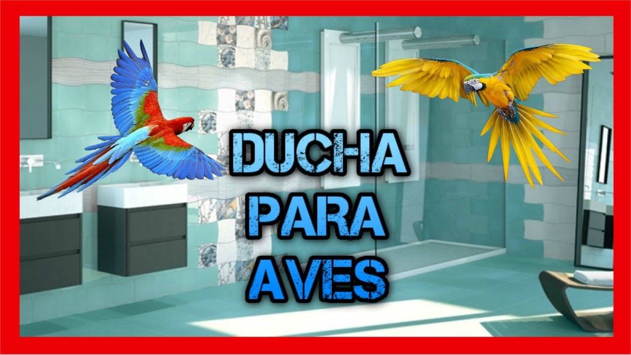 DUCHA PARA AVES CASERA - YouTube