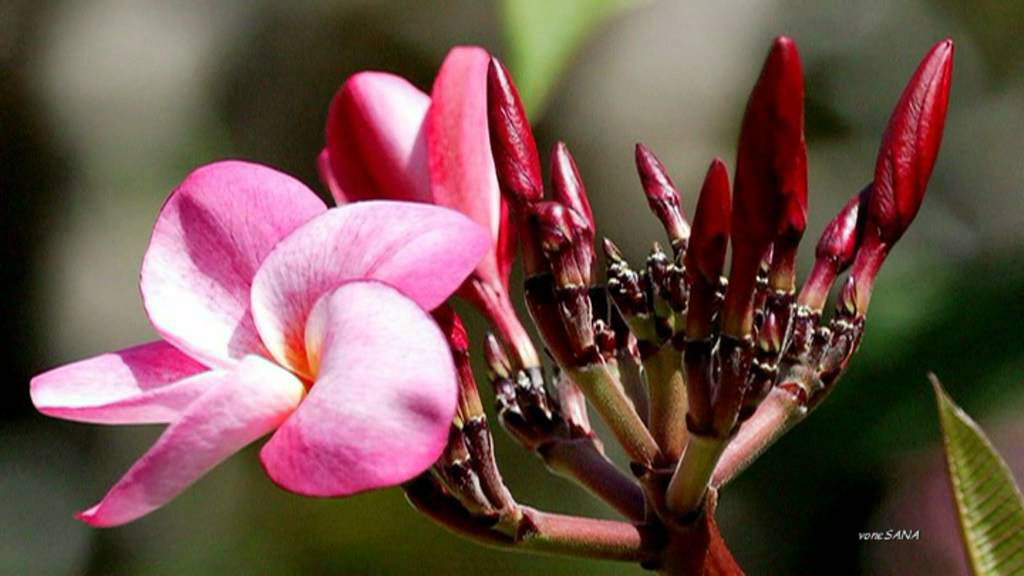 Dok Champa Lao - YouTube