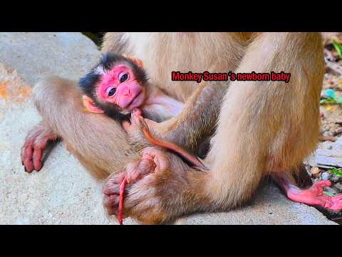 Incredible moment! New Monkey mum gave birth first newborn infant so adorable