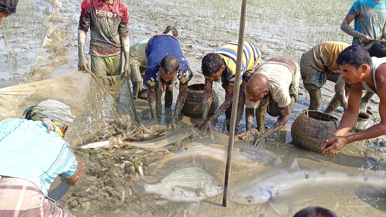 শীতের শুরুতে চরপাটা জালে পেলাম ঝাঁকে ঝাঁকে মাছ / Gora Fishing sundarban ...
