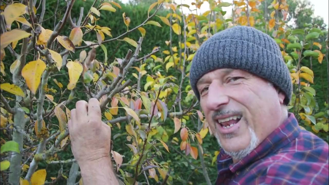 How To Prune Pear Trees - YouTube