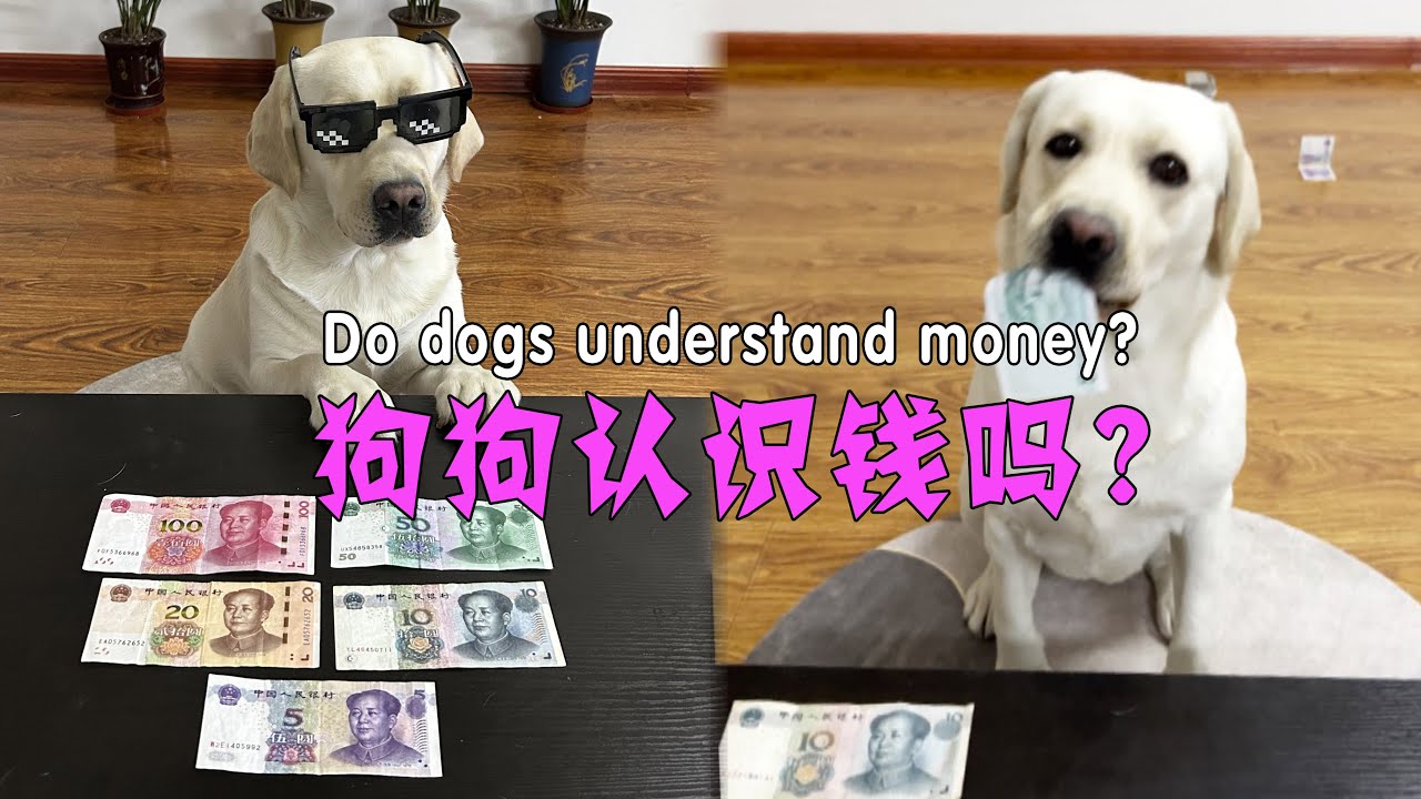 狗狗认识钱吗？Do dogs understand money? #萌寵#寵物#搞笑 #拉布拉多 #doglover #labrador # ...