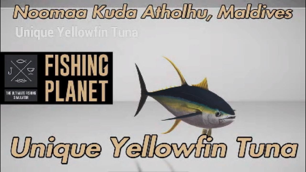 Unique Yellowfin Tuna Noomaa Kuda Atholhu Maldives Fishing Planet Guide ...