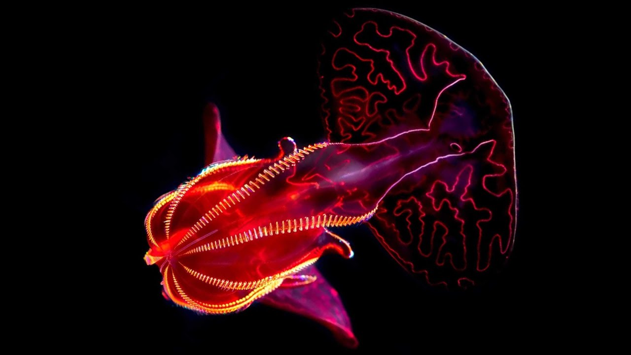 Bloody-belly Comb Jelly 🔴 Mind-Blowing Creature! - YouTube