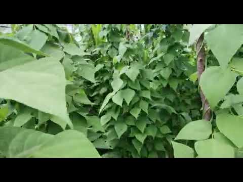 köyde sebzelerimle vlog #köy #vlog