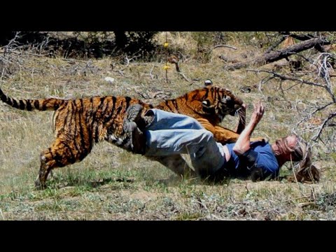 TOP - ANIMALES ATACANDO PERSONAS CAPTADOS EN CÁMARA - YouTube