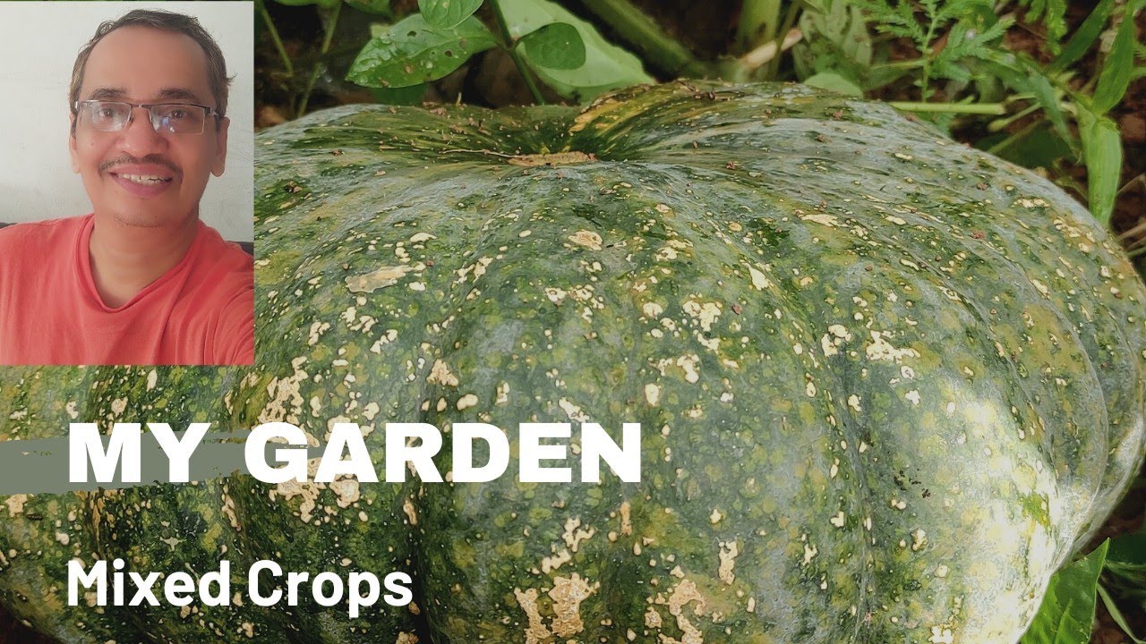 My Garden Mixed Food Crops - YouTube