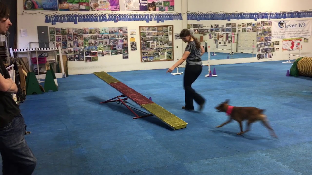 Running agility courses! 5-17-19 - YouTube