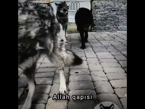 Balabey - Dini Kuplet