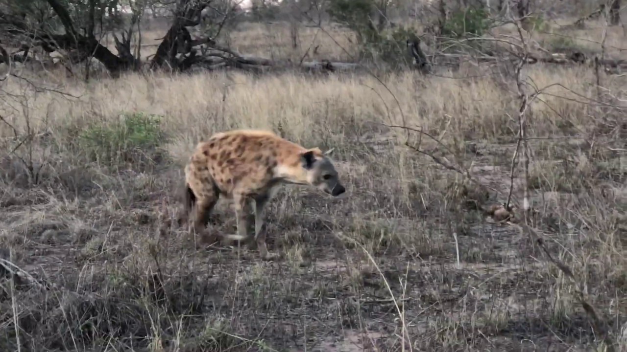 a shy Hyena while on safari in South Africa - YouTube