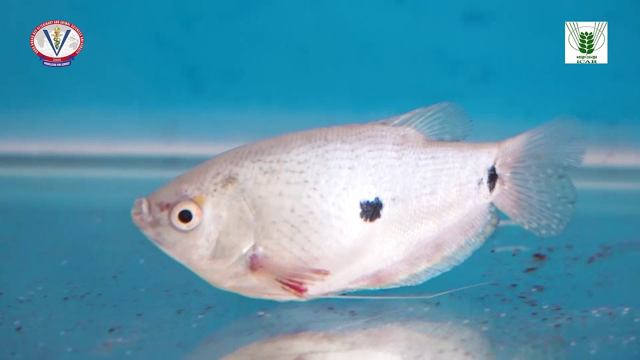 Entrepreneurial Start-Up Guide for Ornamental Fish Breeding & Seed ...