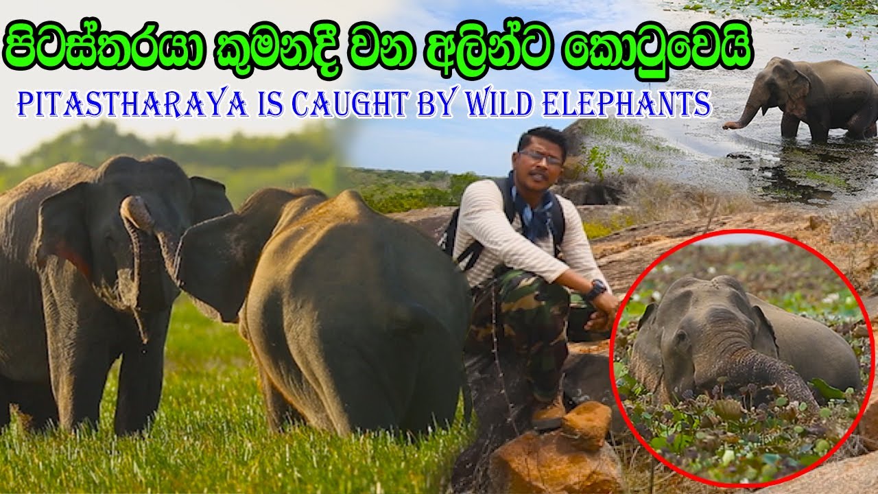 Kumana National Park || Pitastharaya Episode 02 || elephants || wild ...