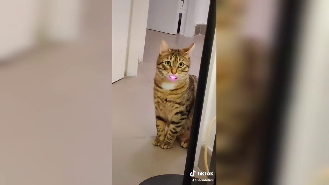 ESSAYEZ DE NE PAS RIRE IMPOSSIBLE # VIDÉO DE CHAT - YouTube