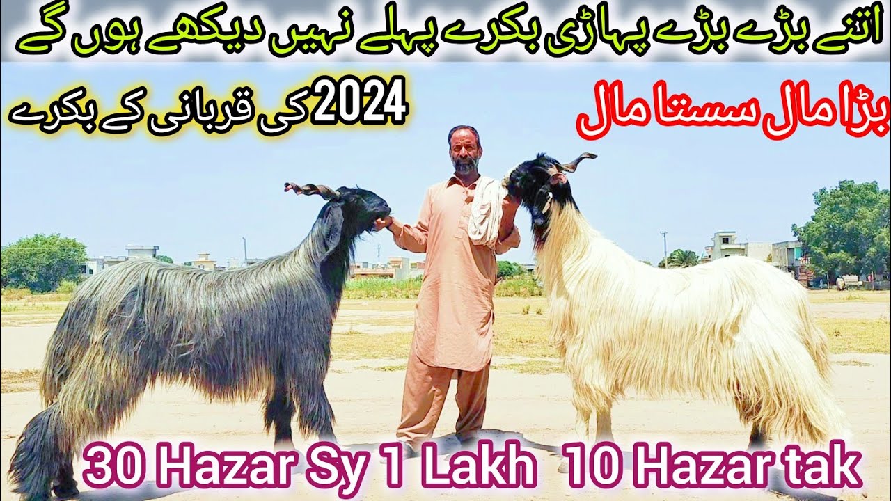 Big Pahari Goat Rates 2024 | Qurbani Collection 2k24 | Bara Mall Sasta ...