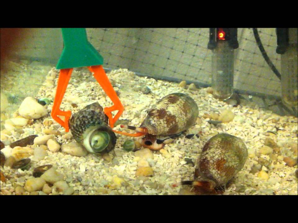 Conus textile hunting a turbo snail - YouTube