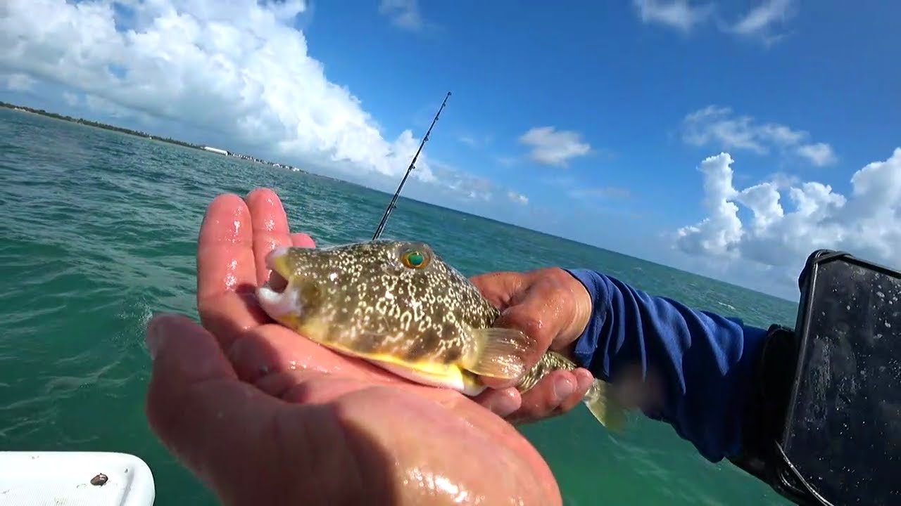 FISHY FACTS with a Southern PUFFERFISH!!! Florida Keys FISHING LIVE on ...