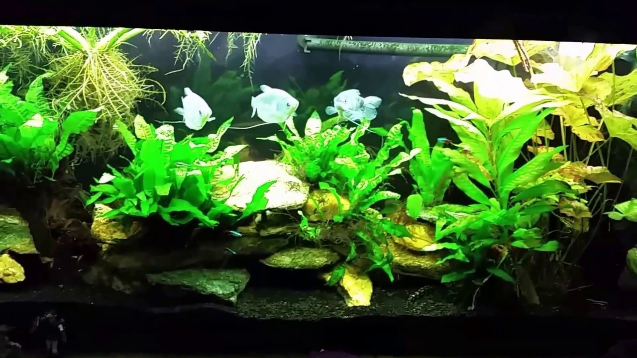 Another Look At The Vigorous Plant Growth in My Aquaria - YouTube