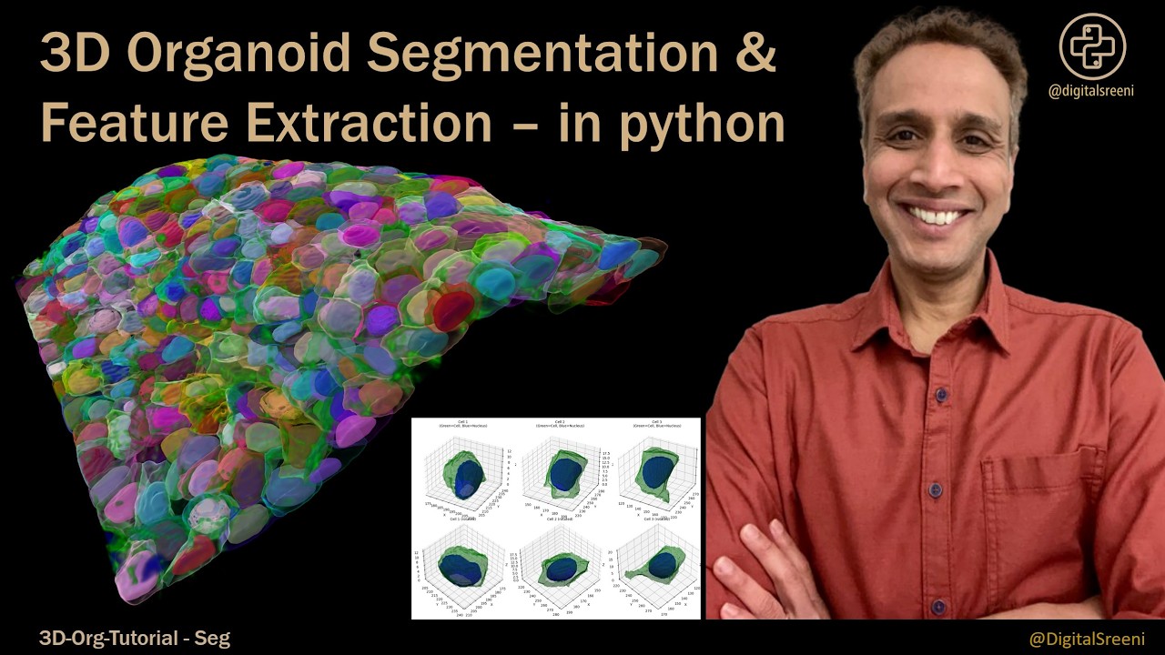 3D Organoid Segmentation and Feature Extraction - in python - YouTube