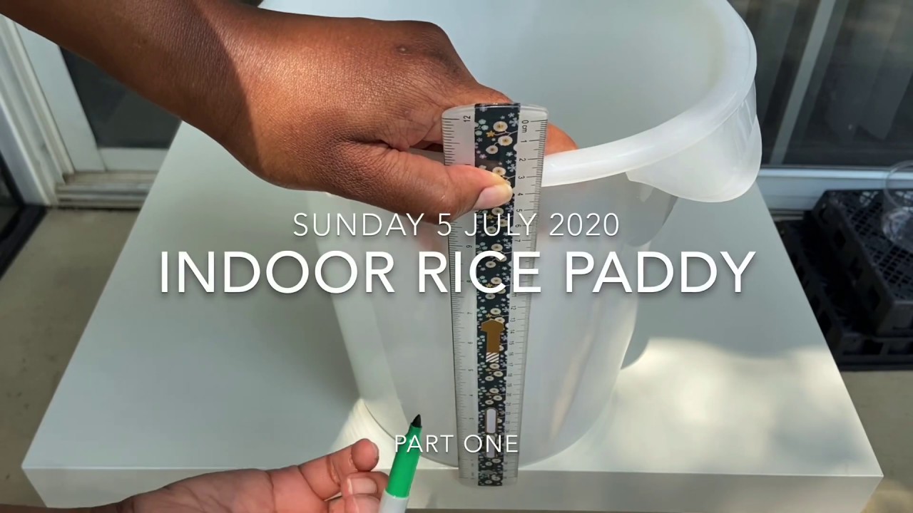 Indoor Rice Paddy part 1 - YouTube