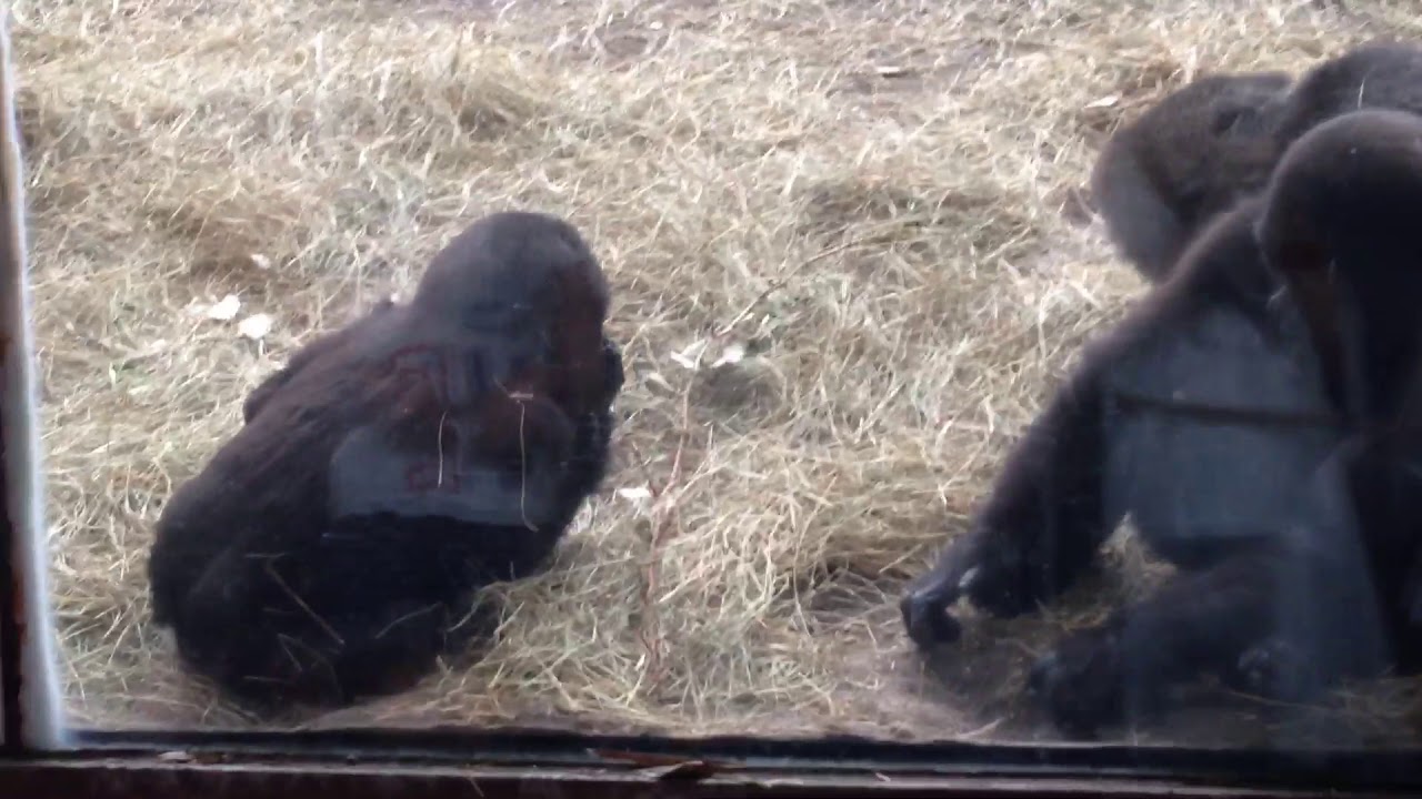 Baby Apes playing! - YouTube