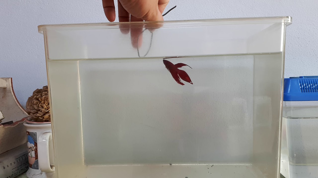 Red Fish the Betta fish training 1: Jumps through the hoop - YouTube