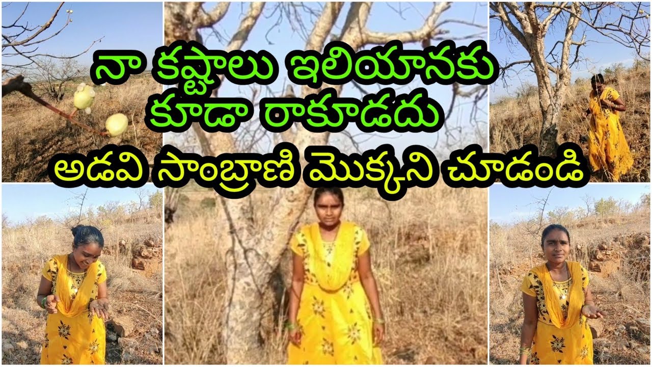 అడవి సాంబ్రాణి మొక్కని చూడండి.! I found a wild sambrani plant in a ...