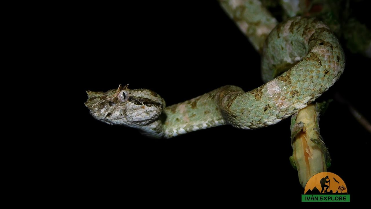 Víbora de pestañas o cachito (Bothriechis nigroadspersus) 🐍 - YouTube