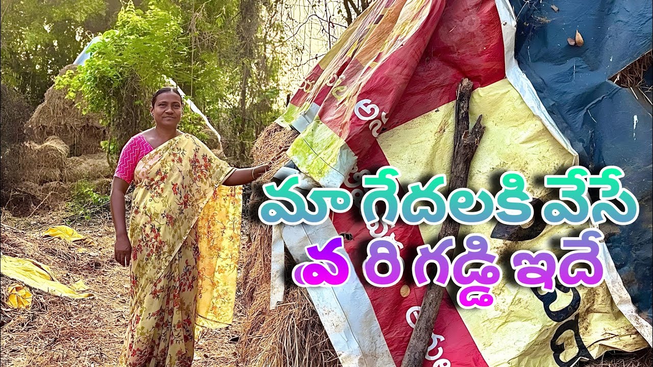 నేను గేదలకు వేసే మేత ! Maa gedhalaku Gaddi Yeppudu untadhi #buffalo # ...