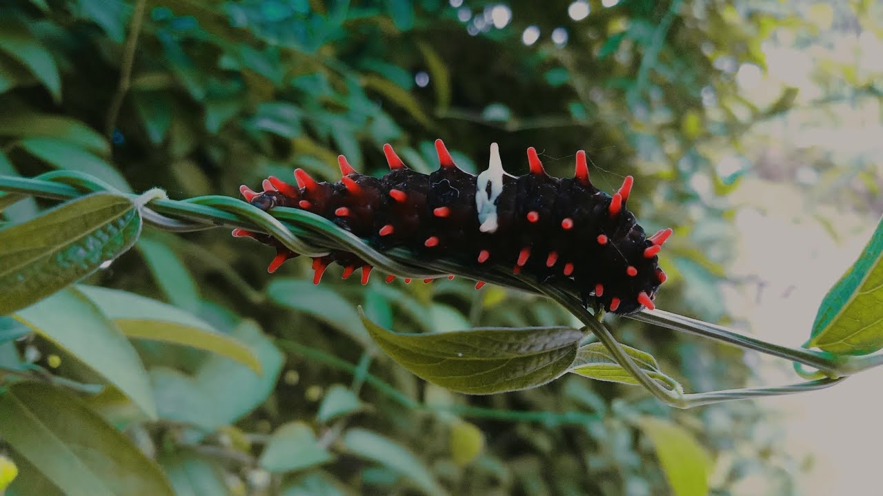 Beautifull pupa eating leaf/pupa video - YouTube