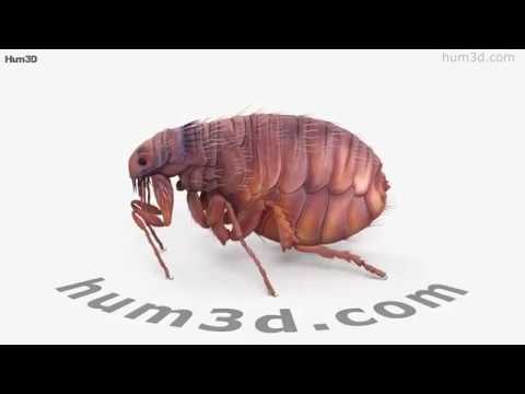 Flea 3D model by 3DModels.org - YouTube