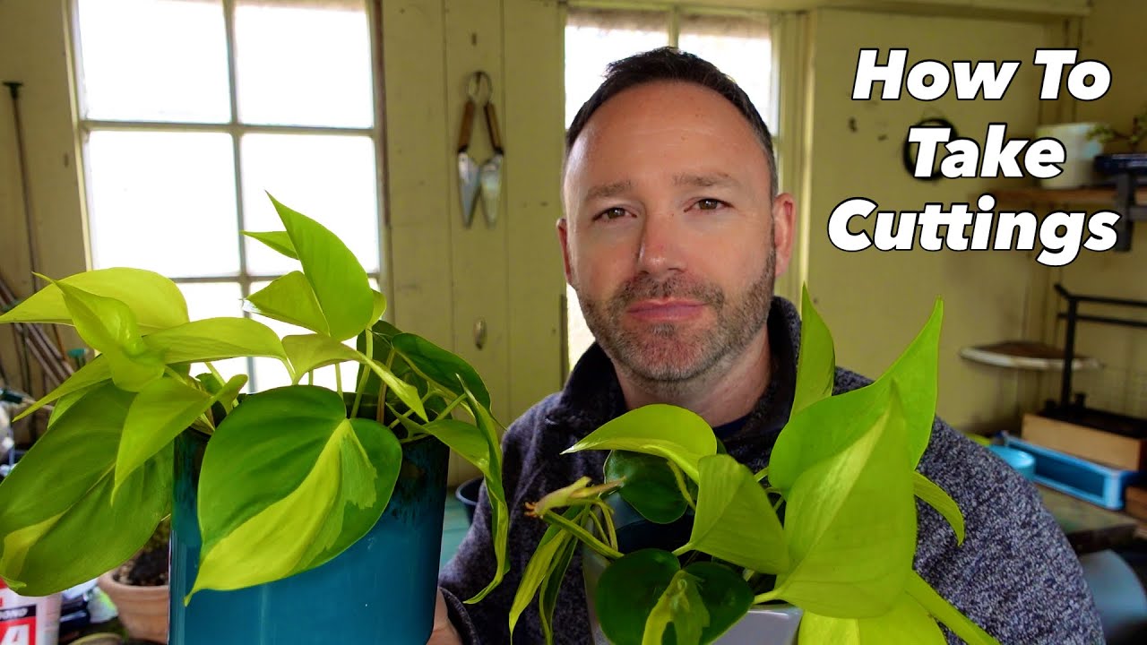 Philodendron Brasil & Neon Pothos Project - Low Maintenance Housplant ...