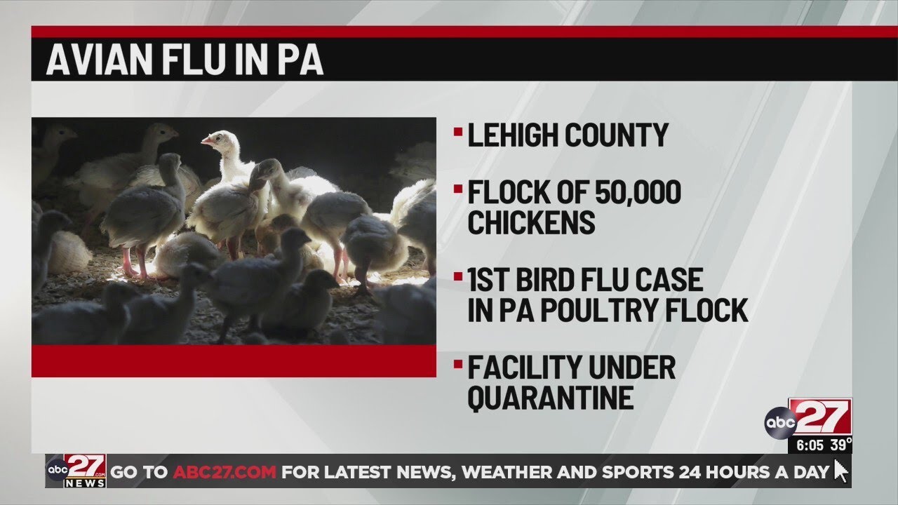 Avian flu case reported at Pennsylvania farm - YouTube