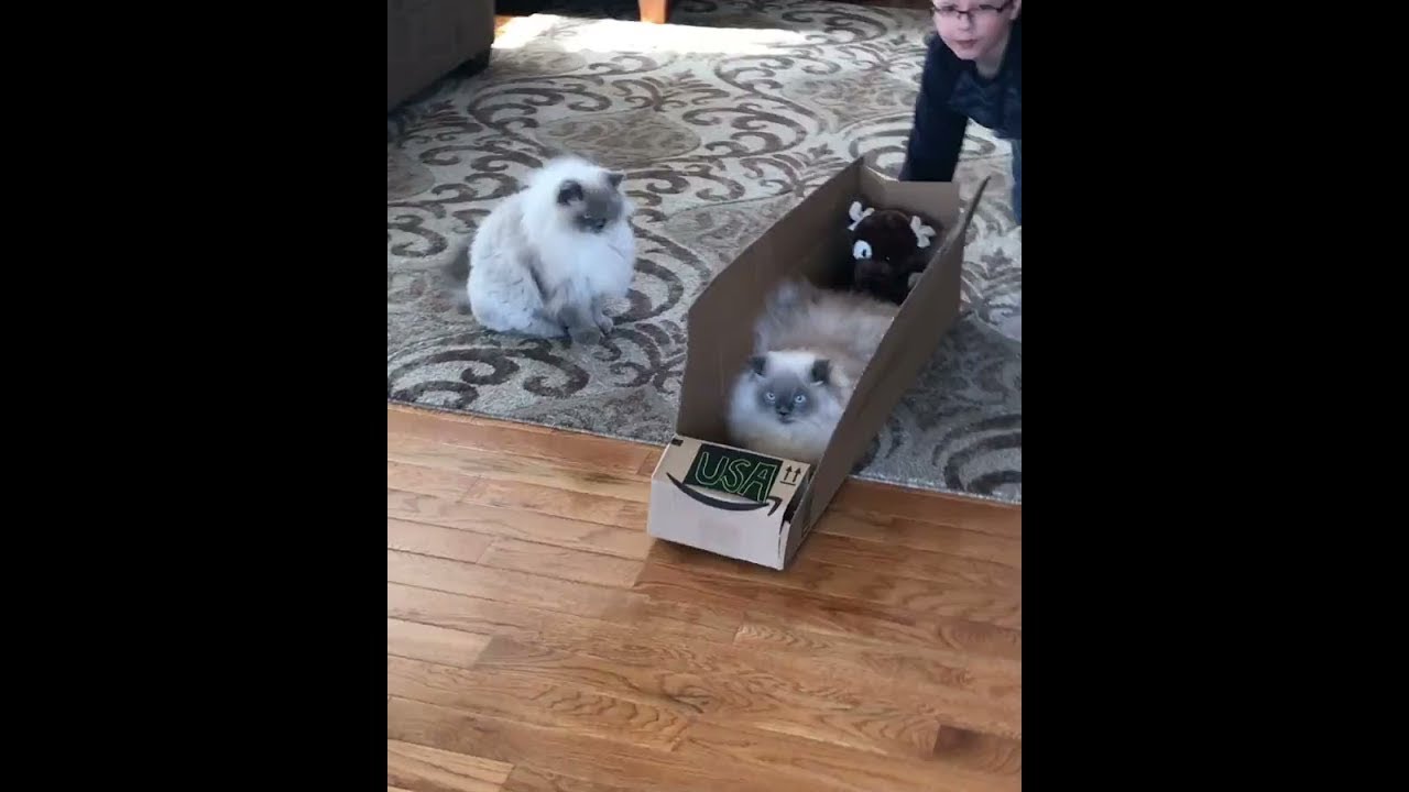 House Cat Tries Out for Bobsled Team || ViralHog - YouTube