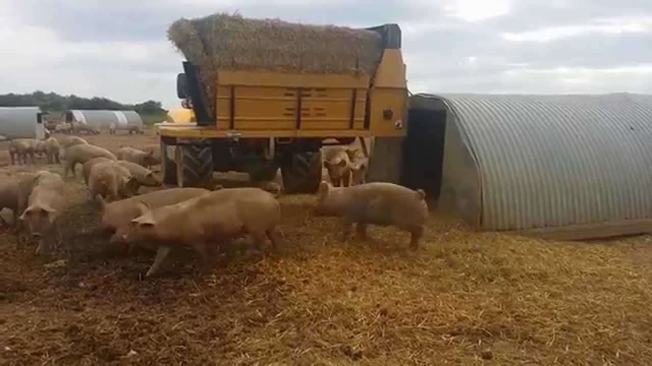Bale Boss 1 Front Mounted Side Firing Bale Processor bedding Pigs in ...