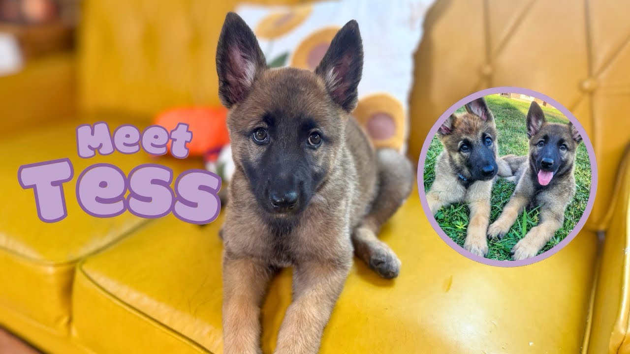 Meet Sweet Shepherd Puppy Tess! - YouTube