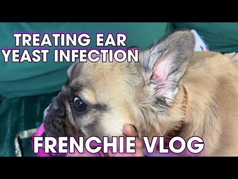 Frenchie Ear/ Yeast Infection Treatment #frenchie #subscribe # ...