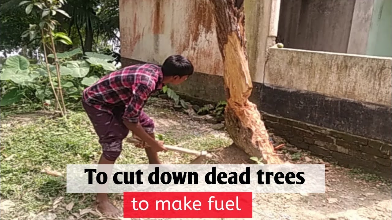Cutting down trees Village | Different Village - YouTube