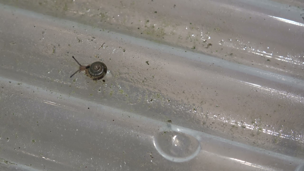 Smallest snails in the world!? - YouTube