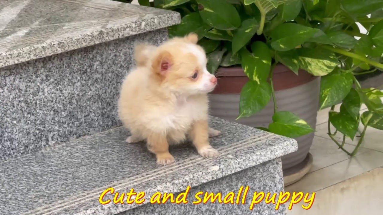 Cute and Small puppy video compilation #dogs #puppies - YouTube