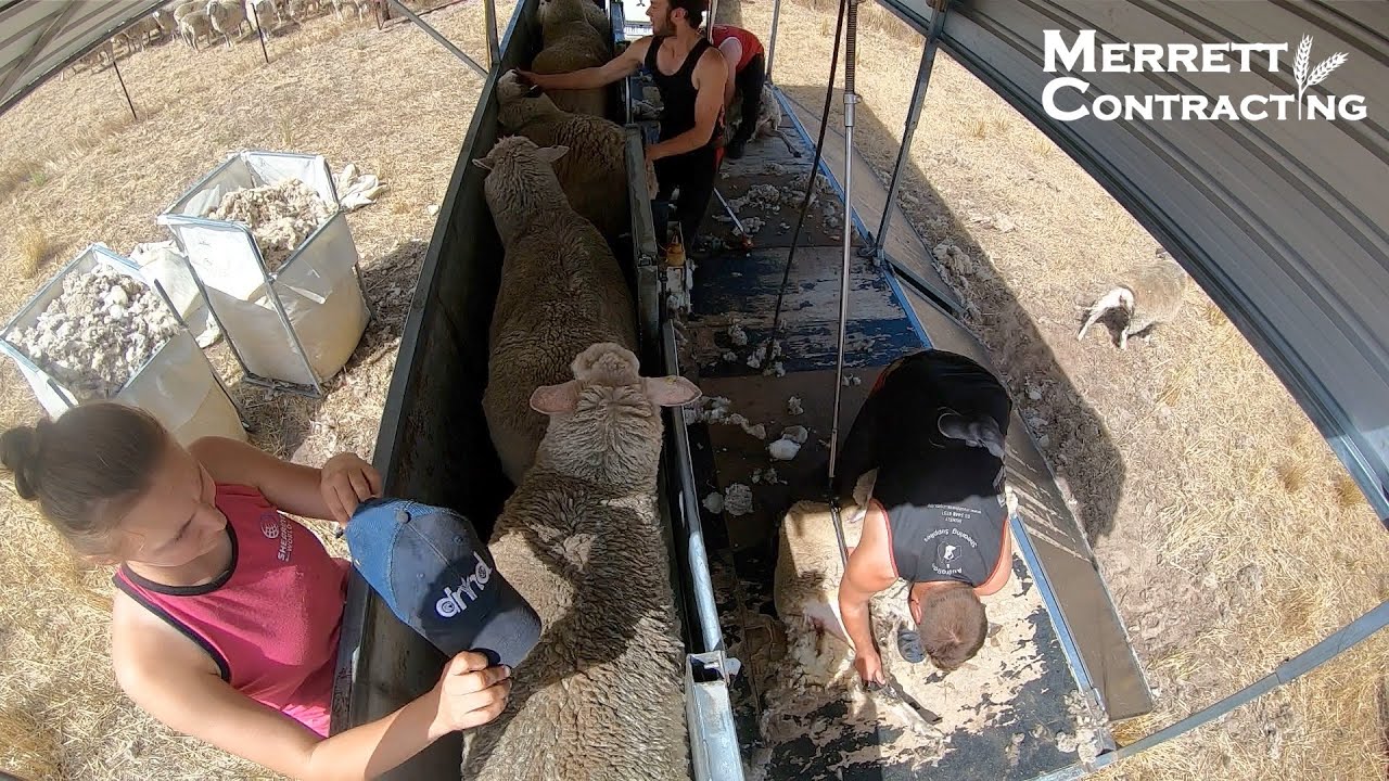 Crutching Our Ewes - YouTube