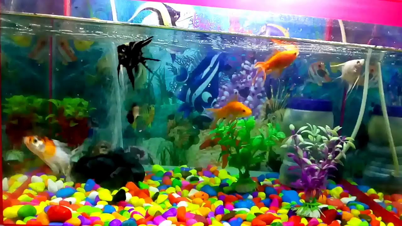 Fish tank clear water aaru house - YouTube