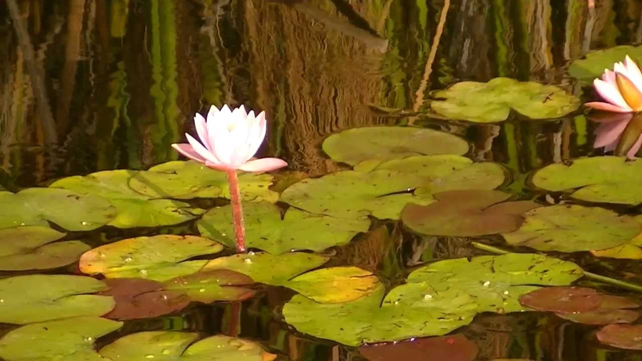 NENÚFAR: Nymphaea spp. (www.riomoros.com) - YouTube